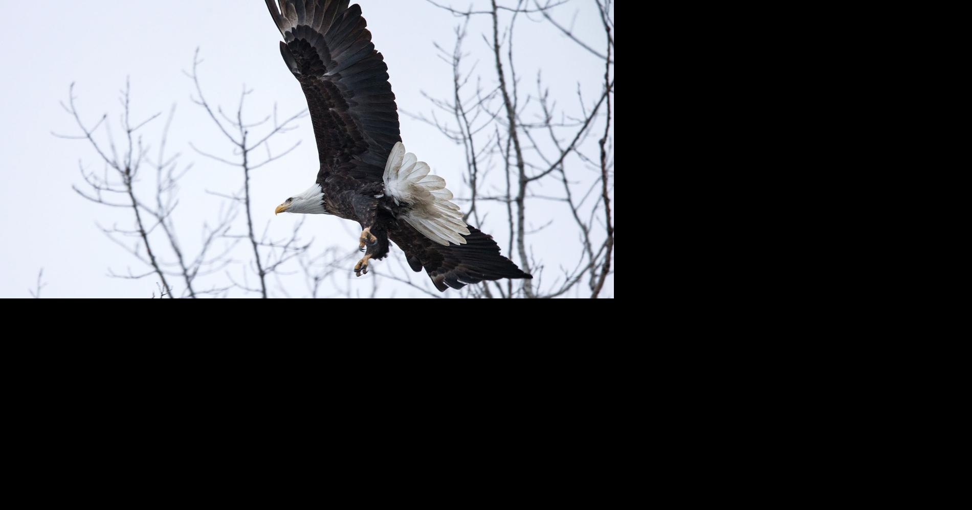 With record number of active nests, early migration, it's prime time ...