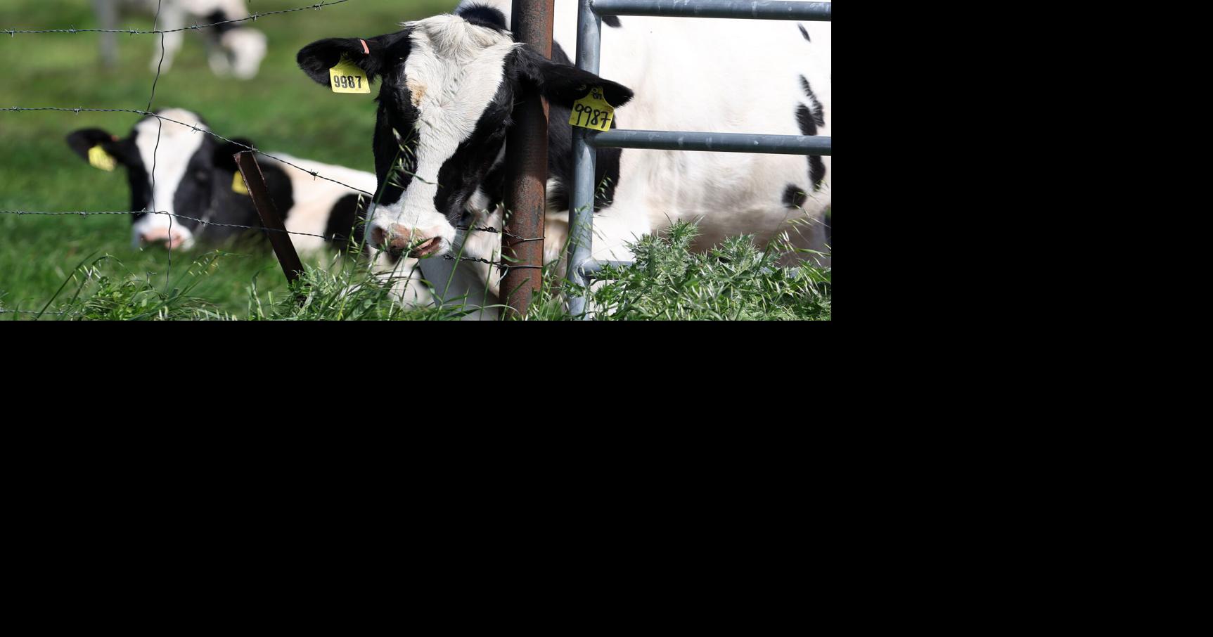 Bird flu detected in Nebraska cattle herd