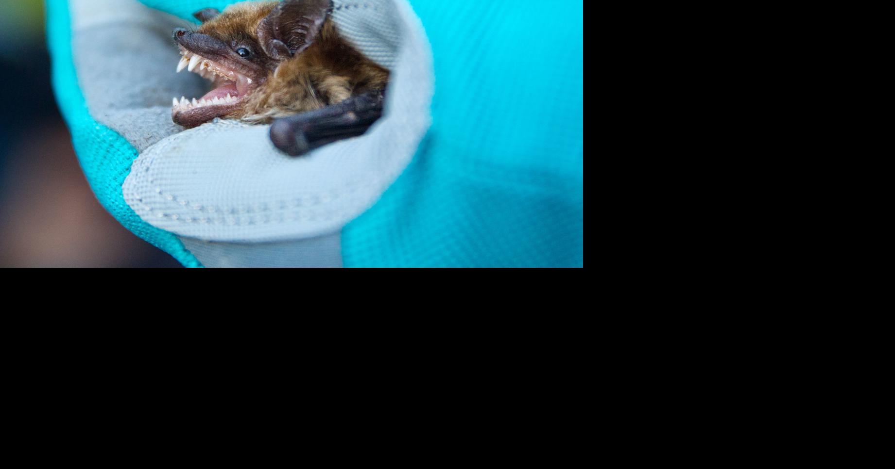 8 bats test positive for rabies in Nebraska; officials say watch out in ...