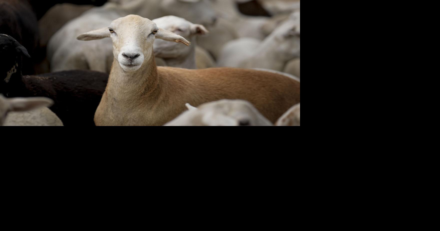 The Public Pulse: If we abolished the Electoral College, we'll be sheep ...