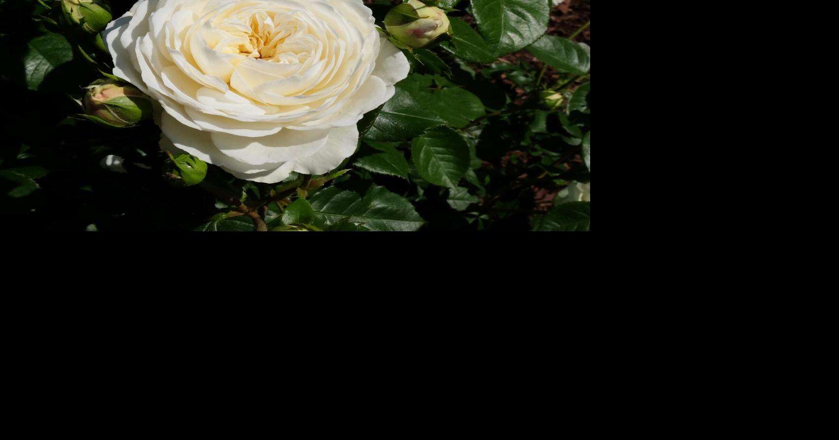 Omaha rose show opens fans to a whole new world