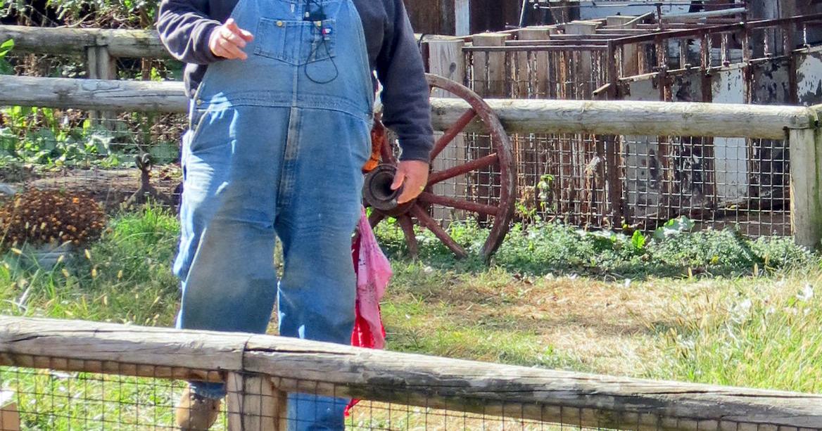 Speedy swine, pig wrangler boast more than 7,000 races