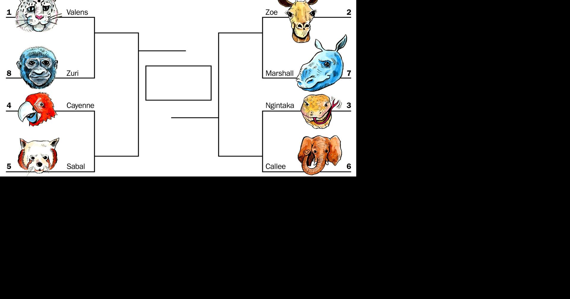 The World-Herald zoo animal bracket winner: Valens the snow leopard