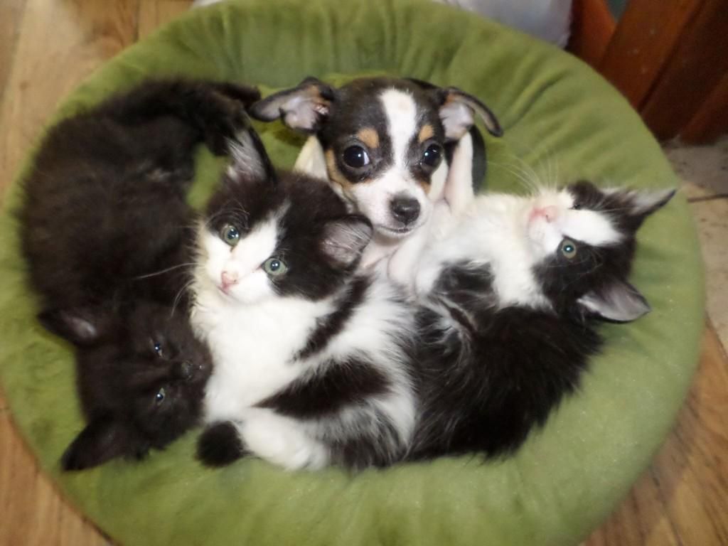 An Omaha dog named Anderson Cooper thinks he’s a kitten - Democratic ...