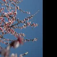 Our wacky spring could bring a record high in the 90s today