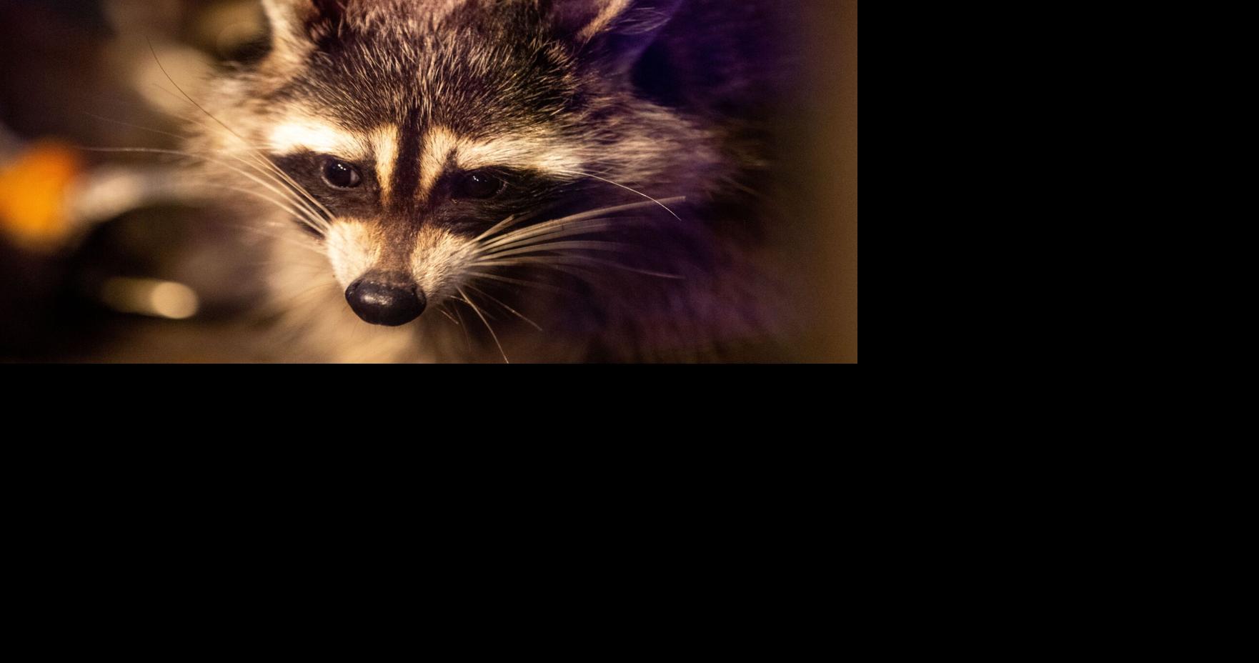 Photos: Alpine Inn celebrates 50 years with wildlife in Omaha