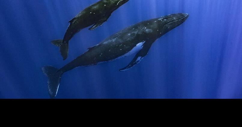 How do whales sing? Study unlocks clue to underwater mystery