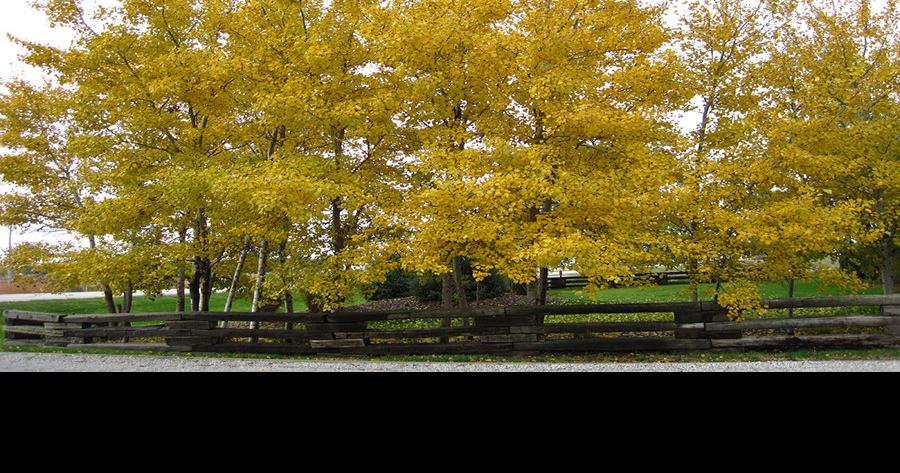 When planting trees, try local species