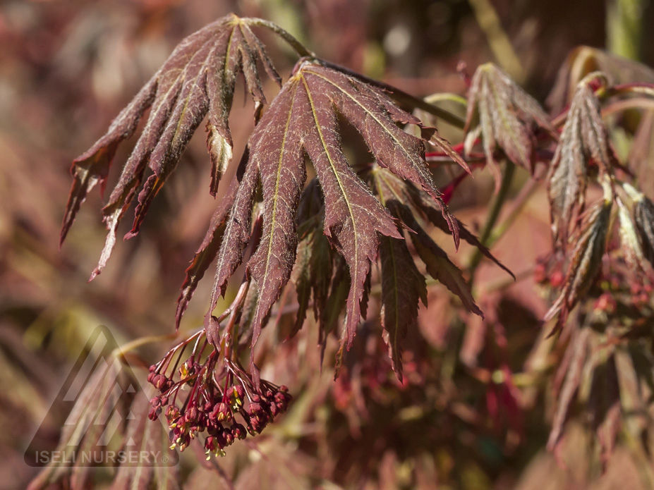 Riggenbach: Small hybrid maple is winter-hardy