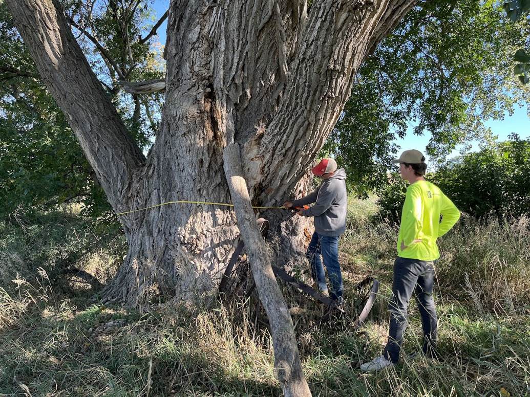 Holy cow! Nebraska has largest cottonwood tree in the U.S.