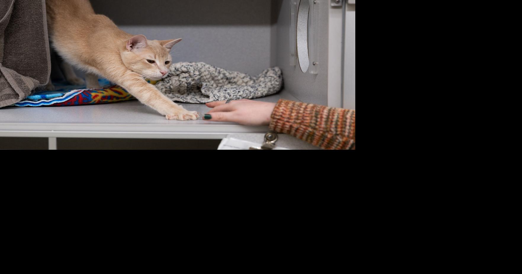 Nebraska Humane Society hopes to help needy pets from Texas