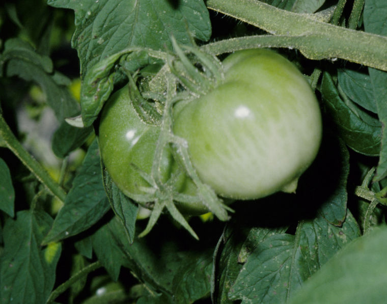 Jan Riggenbach: How to enjoy vegetables months after the harvest