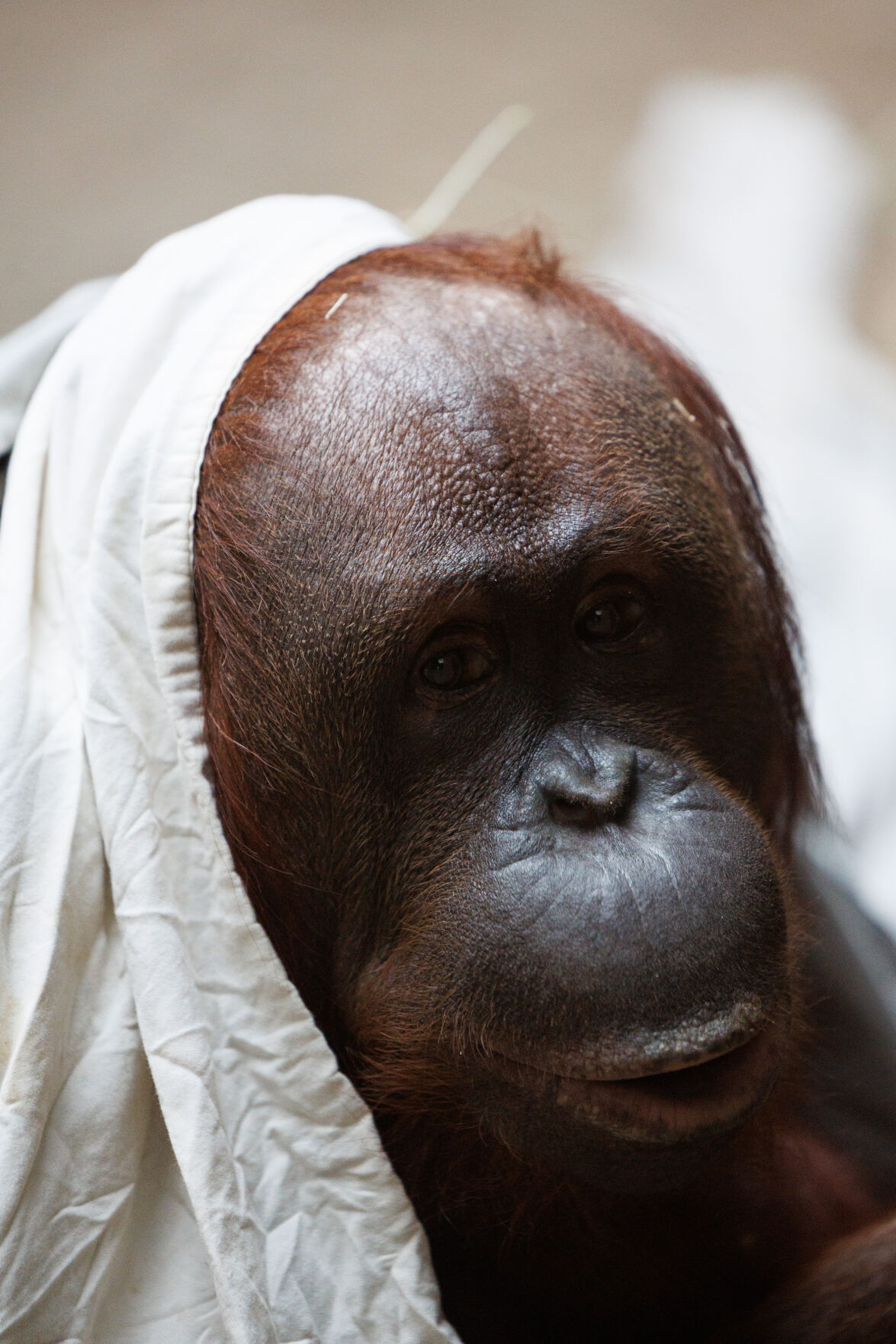 Omaha zoo works with area hospitals to prepare for birth of orangutan baby