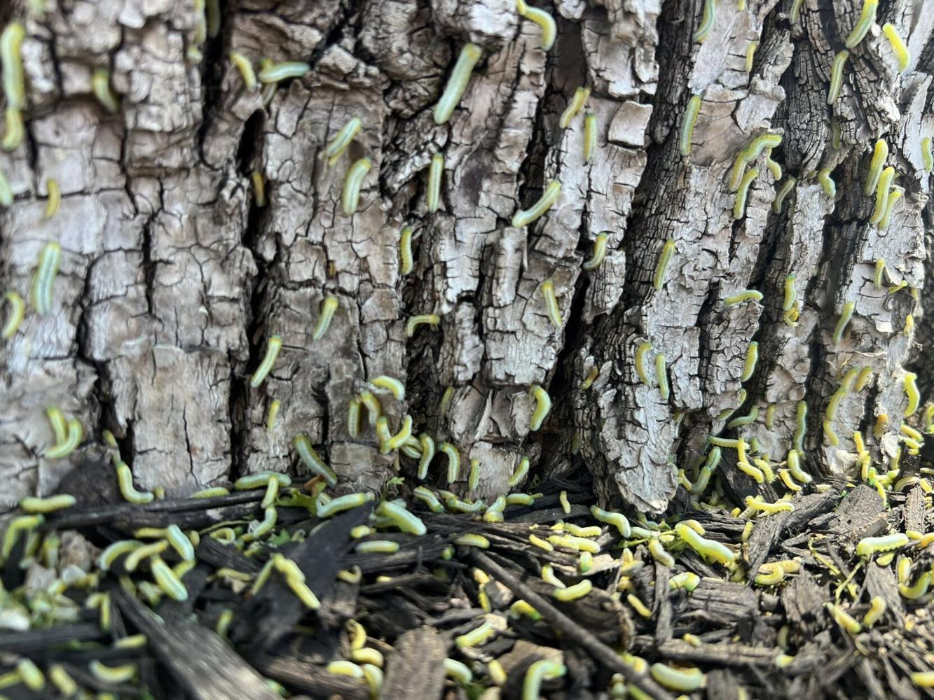 In the Garden: Sawflies a sign Omaha homeowners' ash trees haven't been ...