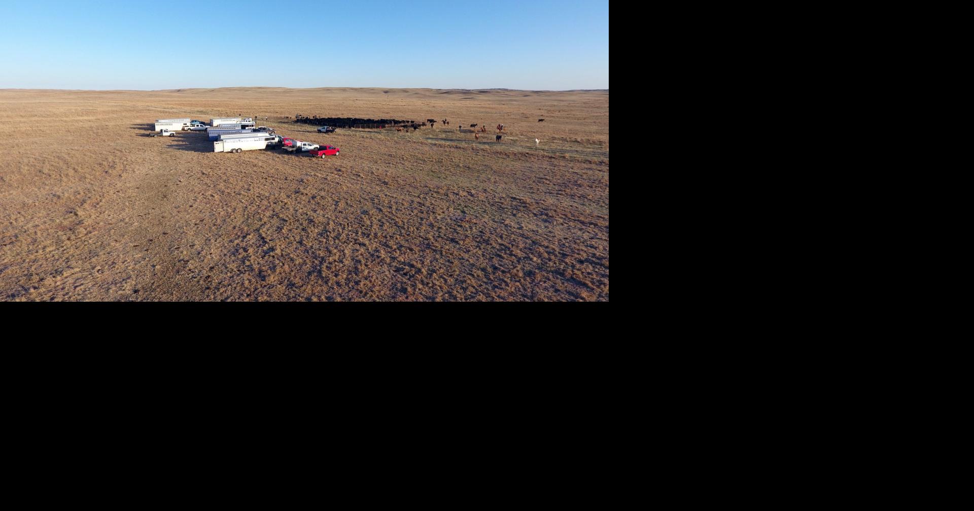Branding day on a Nebraska Sand Hills ranch: 1,120 head of cattle, 70 ...