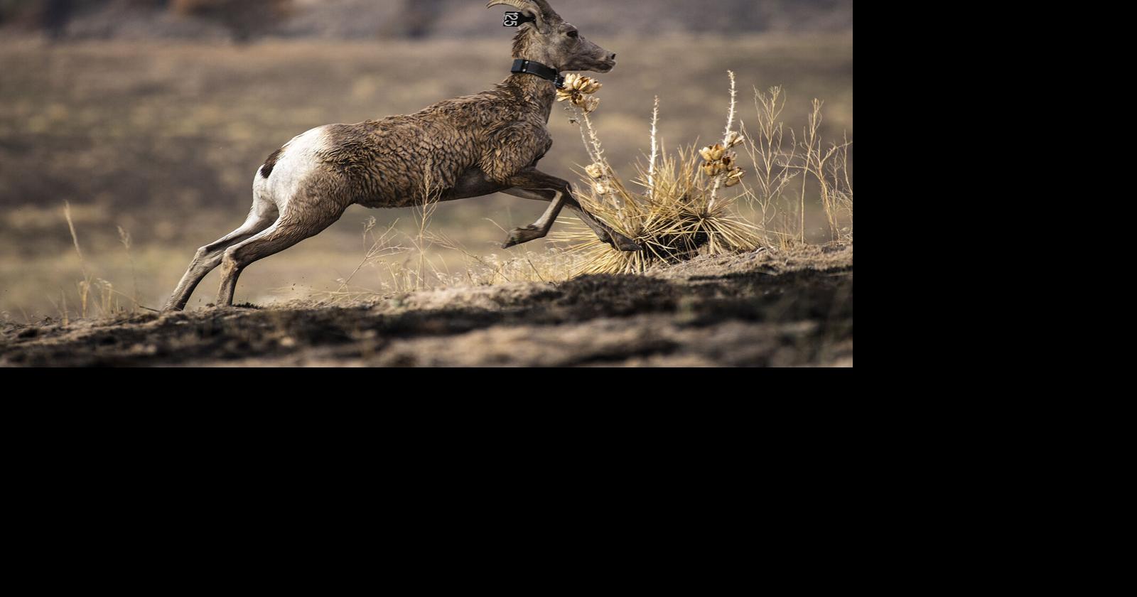 New tech, collars help boost Nebraska's efforts to monitor bighorn sheep
