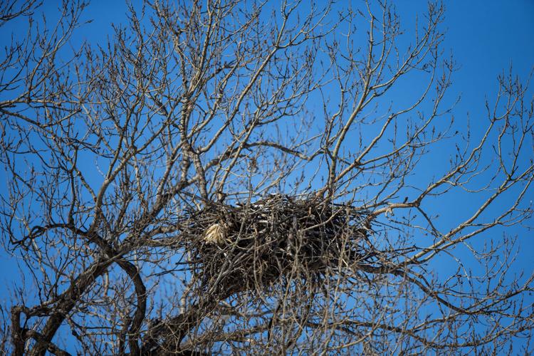 With record number of active nests, early migration, it's prime time ...