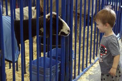 Sarpy County Fair grows through the years