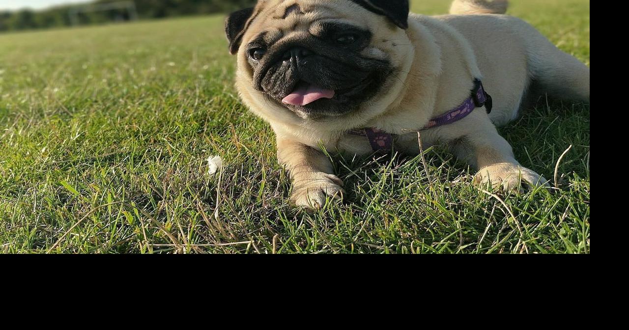 Lincoln woman wanting dog scammed on Facebook Marketplace