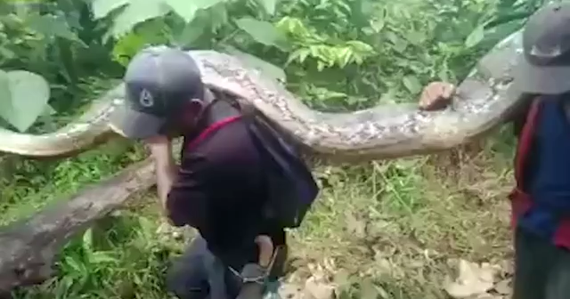 Huge 23-foot pregnant python caught in Indonesia, and more of today's ...