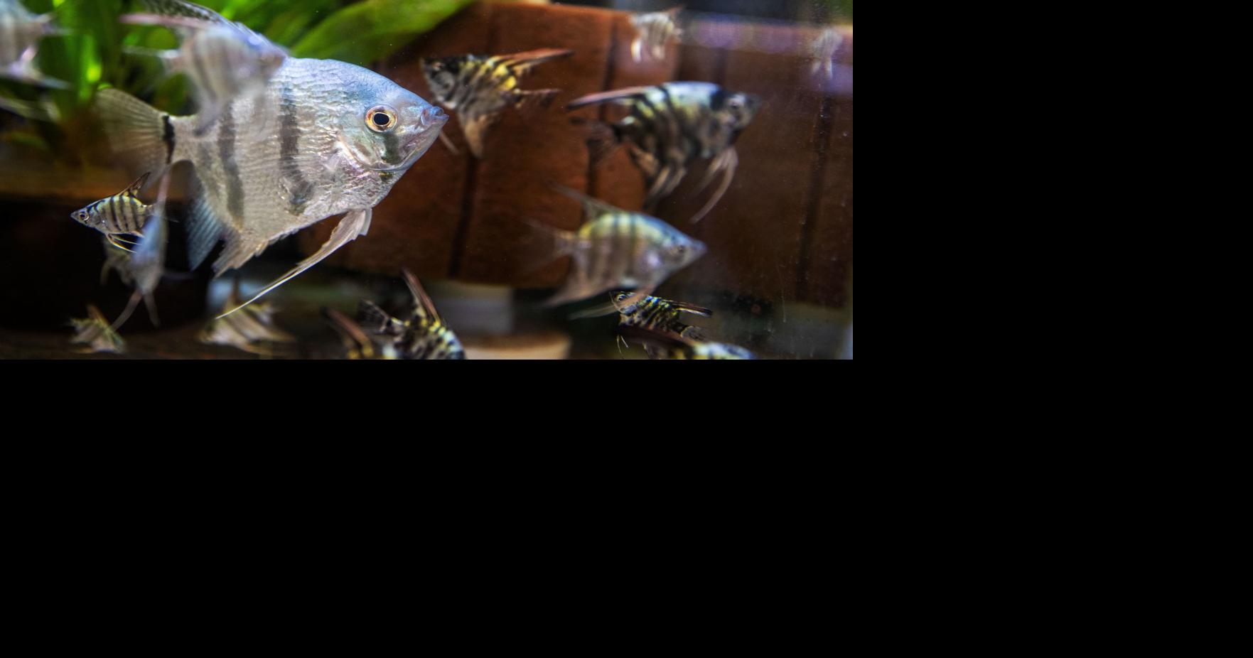 Omaha man's impressive collection of fish is near 400. And it's growing.