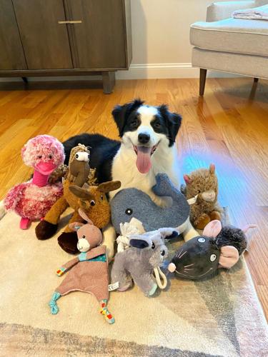 A few gifted dogs can learn toy names by overhearing humans