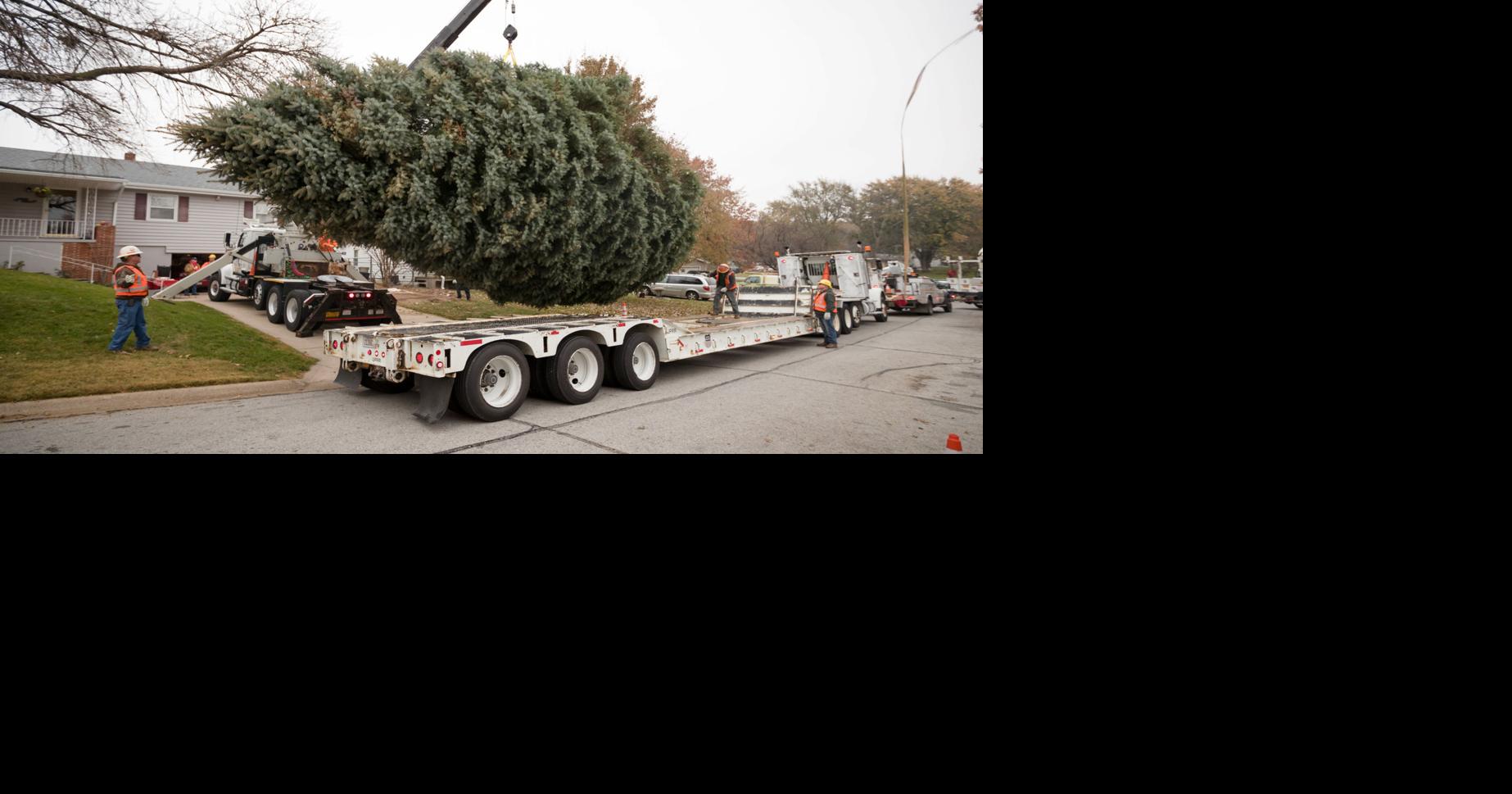 Photos: 40-foot blue spruce makes the trek downtown to become Durham ...