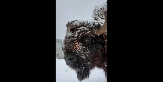 Bison explore winter wonderland at Washington wildlife park