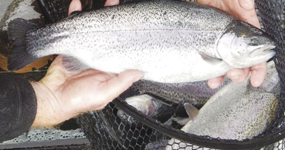 Triploid rainbows released into Chief Joe pool | Sports | omakchronicle.com