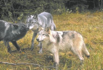 Cattle producers offer wolf conflict resources | News | omakchronicle.com