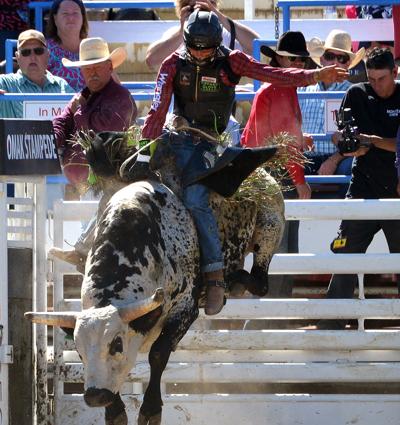 Stampede brings Western entertainment, family fun | Free ...
