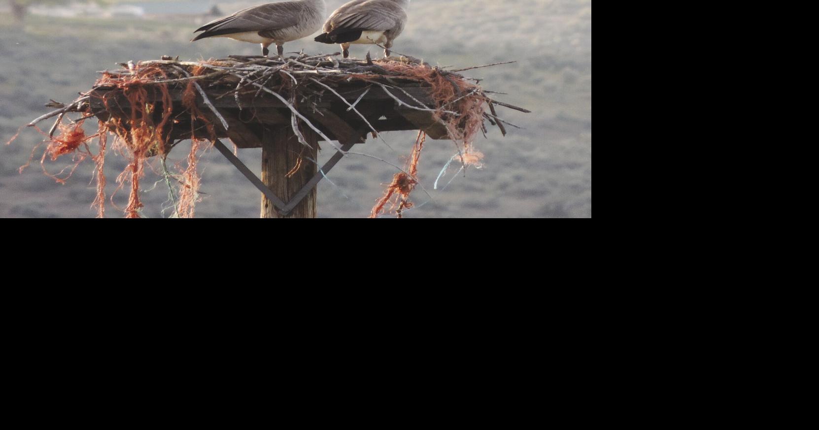 Hunting prospects now available | Sports | omakchronicle.com