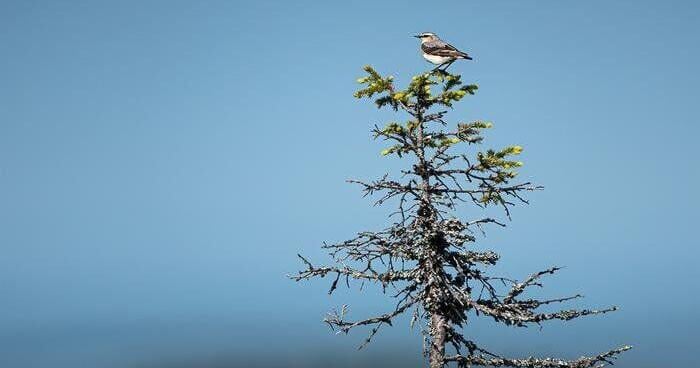 Climate change causing birds to move higher up mountains | National ...