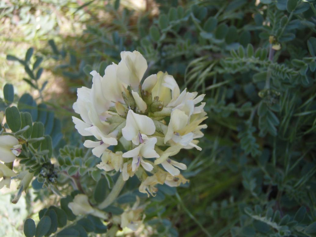 Trade provides milk-vetch habitat | News | omakchronicle.com