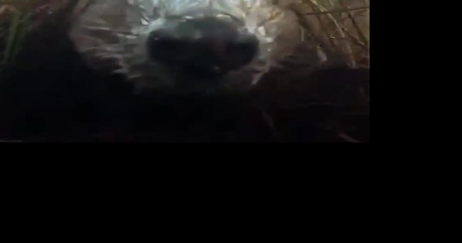 Underwater camera captures beaver ‘selfie’ | National | omakchronicle.com