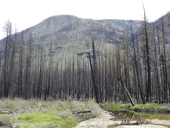 Thirtymile: Wildfire’s 20-year legacy | News | omakchronicle.com