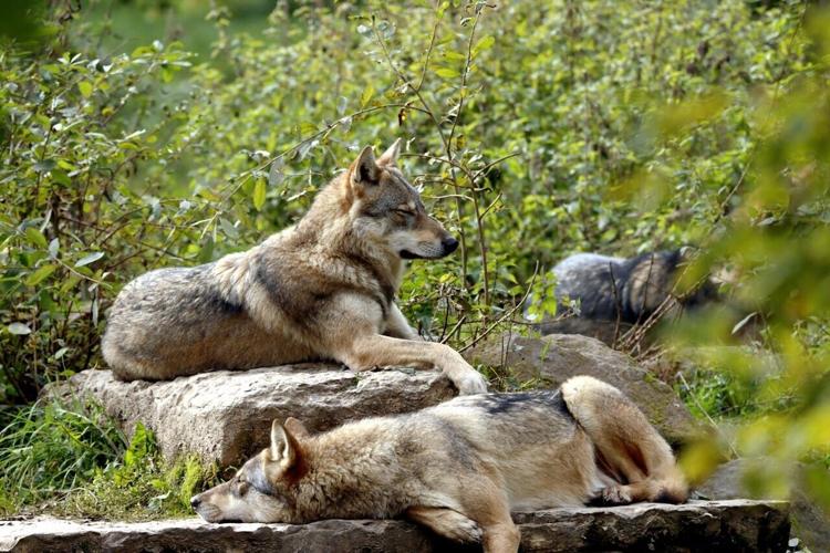 Research reveals wolves eat bone to cope with climate change | National ...