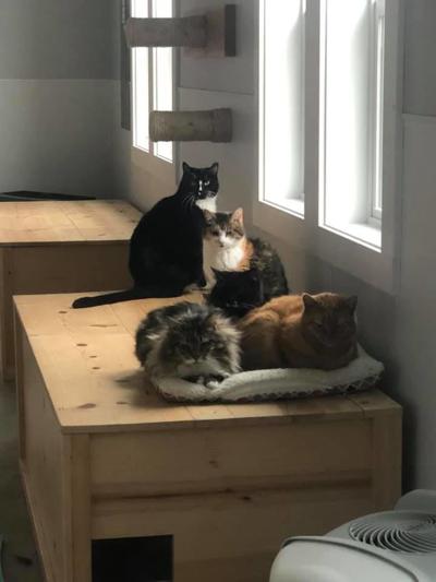Shelter seeks help with Cat House | News | omakchronicle.com
