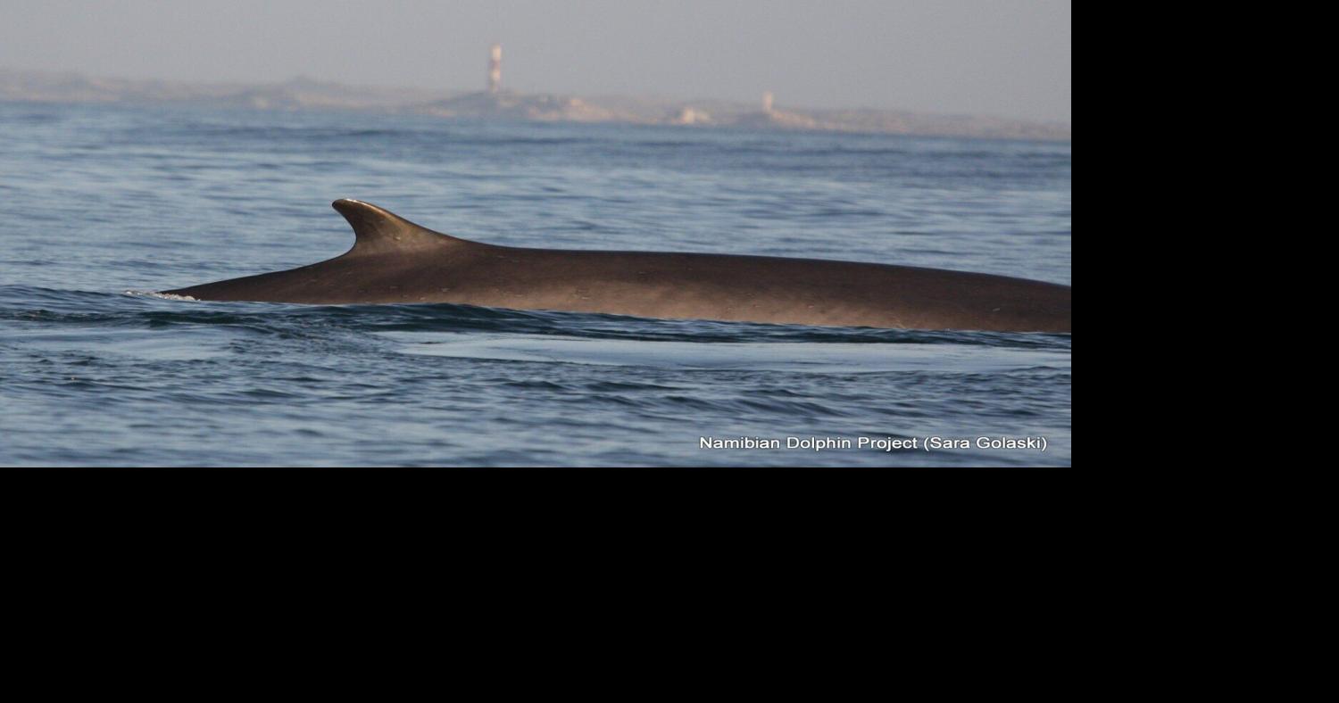 Sightings of two largest whale species offers fresh survival hope ...