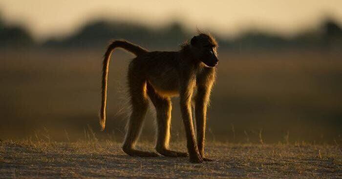 ‘Heavy is the head that wears the crown’ applies to baboons too ...