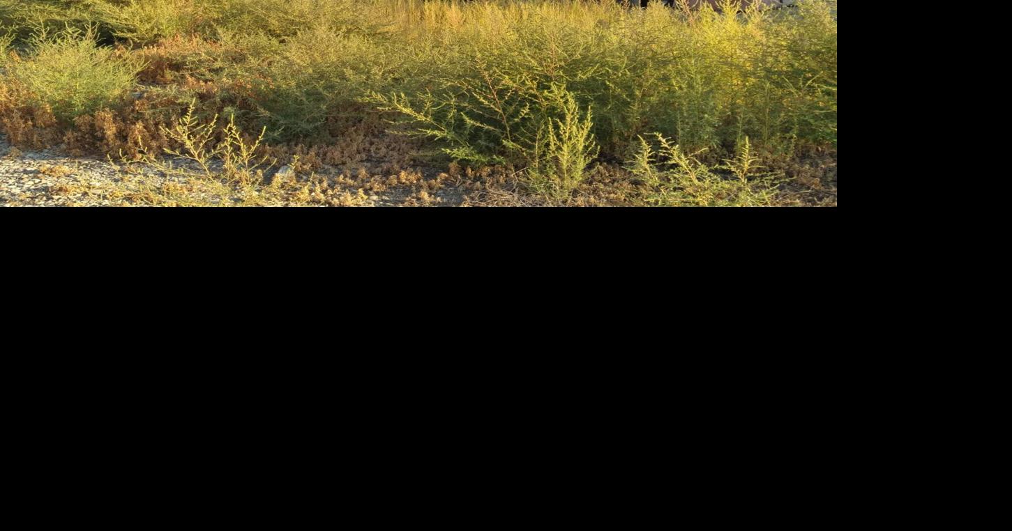 Three arrested after alleged pursuit through Tonasket | News ...