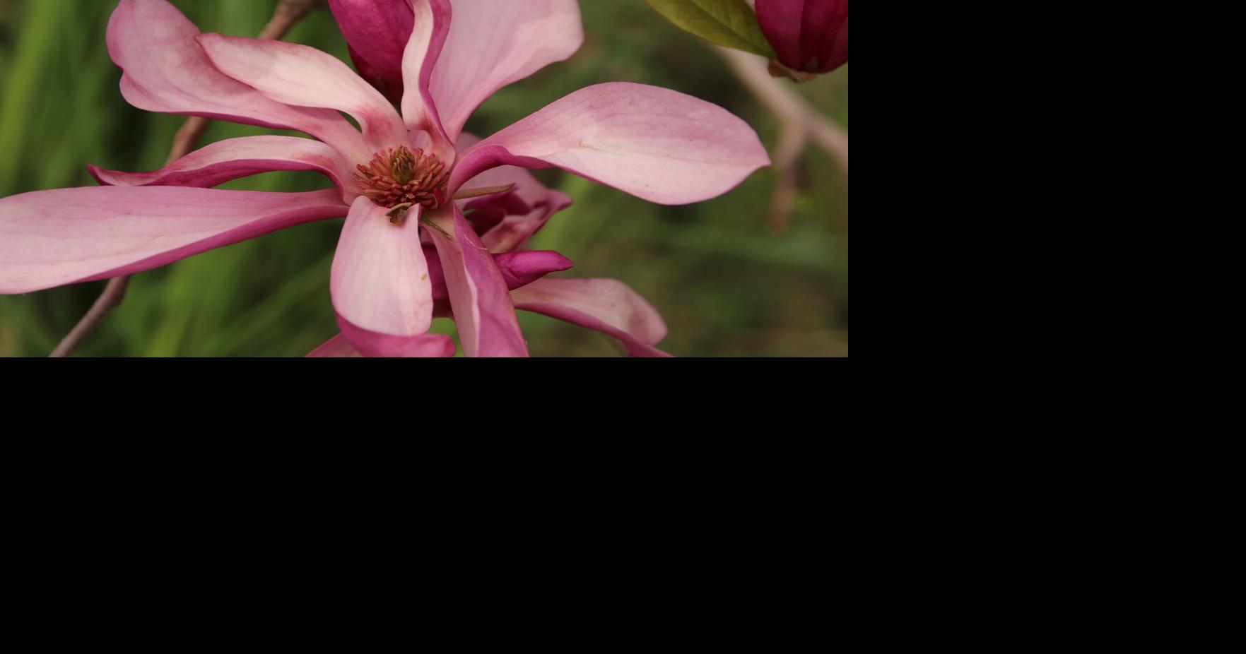 Snappy Shot: A sample from the Oregon Photography Group | Community ...