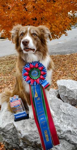 border collie ribbon