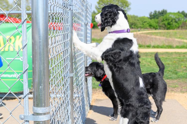PHOTOS: Anderson Farm County Park dog park now open | News ...