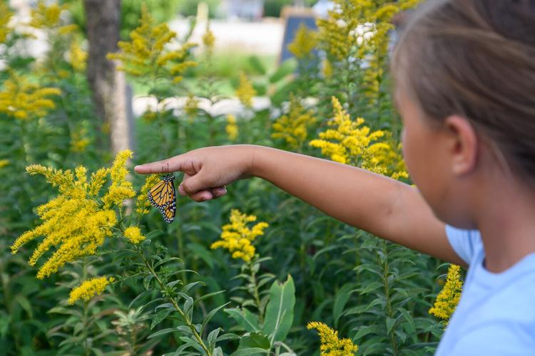 PHOTOS: Oregon Nature Alliance hosts Monarch Festival | Community ...