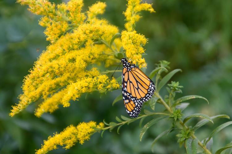 PHOTOS: Oregon Nature Alliance hosts Monarch Festival | Community ...