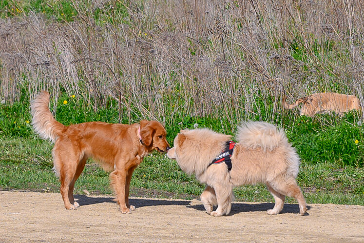 PHOTOS: Anderson Farm County Park dog park now open | News ...