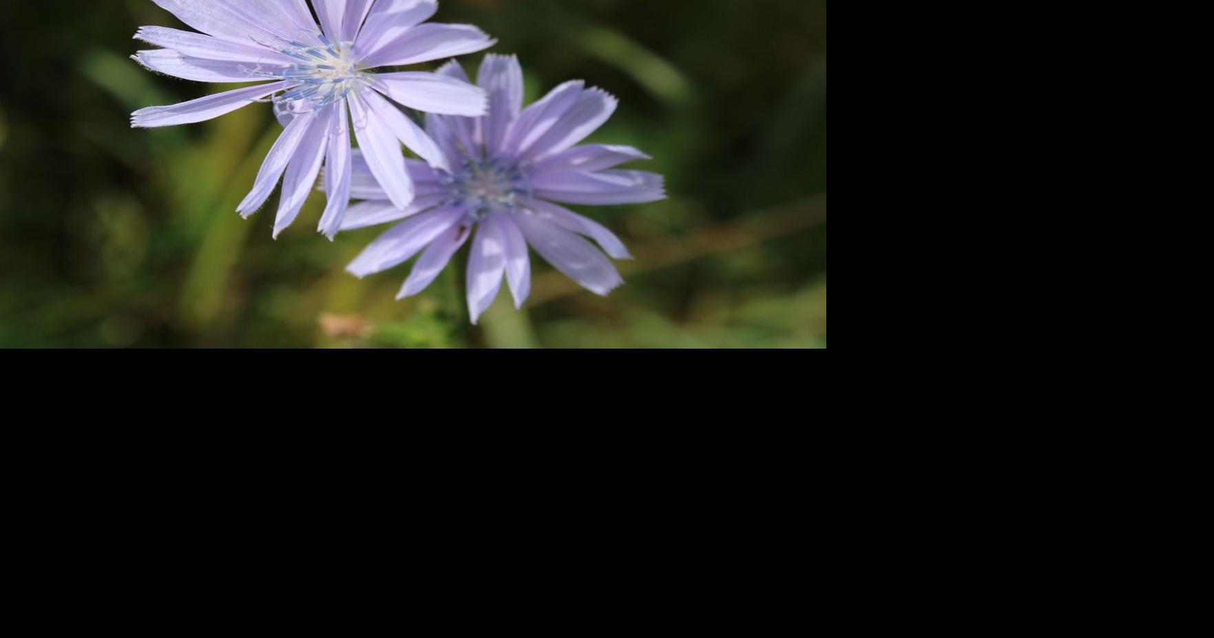 Snappy Shot: A sample from the Oregon Photography Group | Community ...