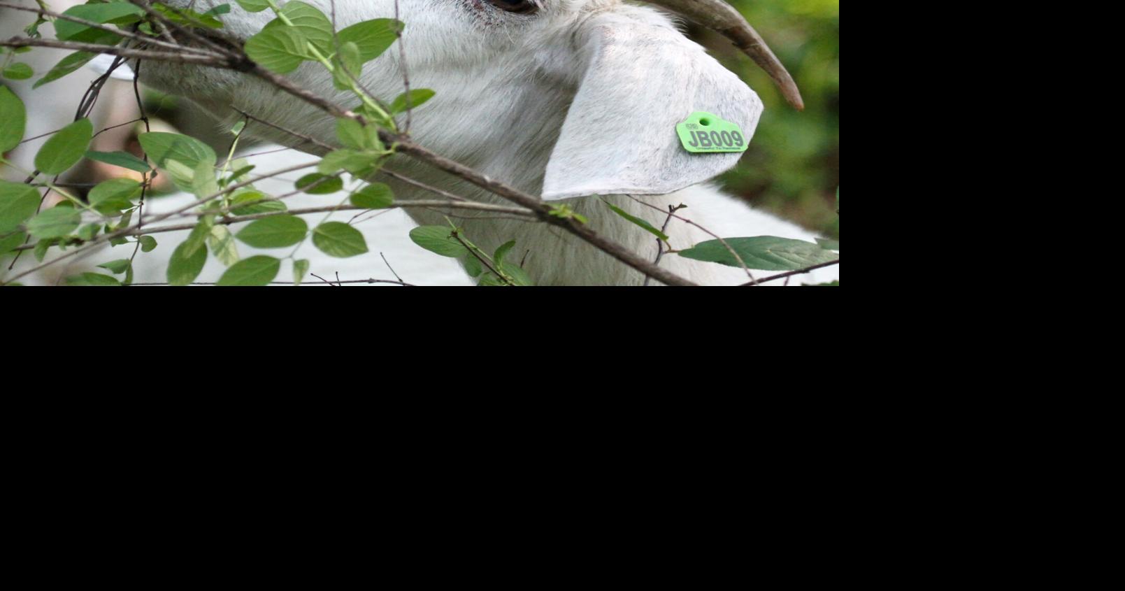 Goating for it: OMS hosts’ ‘Goat Meet & Greet’ | SCHOOLS ...