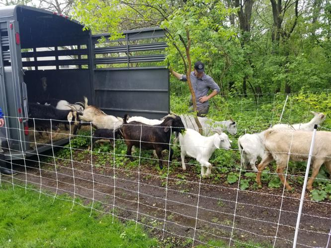 Goating for it: OMS hosts’ ‘Goat Meet & Greet’ | SCHOOLS ...